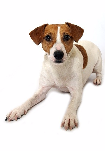 Principal Pets - Anatomy Of Your Dog's Neck